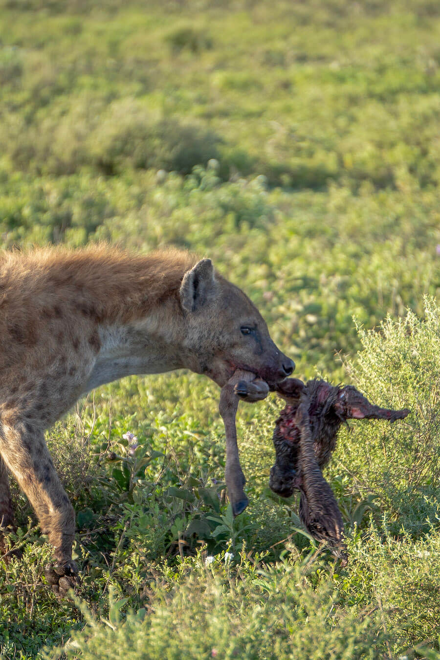 Ndutu: The Heart of the Great Migration’s Calving Season – Greater ...